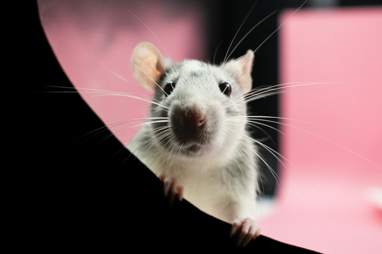 Ces scientifiques ont réussi à rajeunir des souris proches de la mort ...