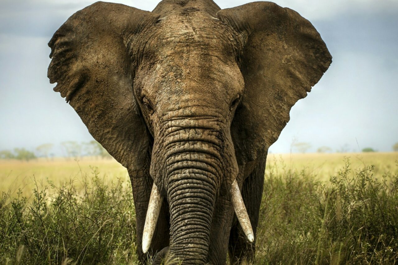 Pourquoi les éléphants ont-ils de si grandes oreilles ? La réponse est ...