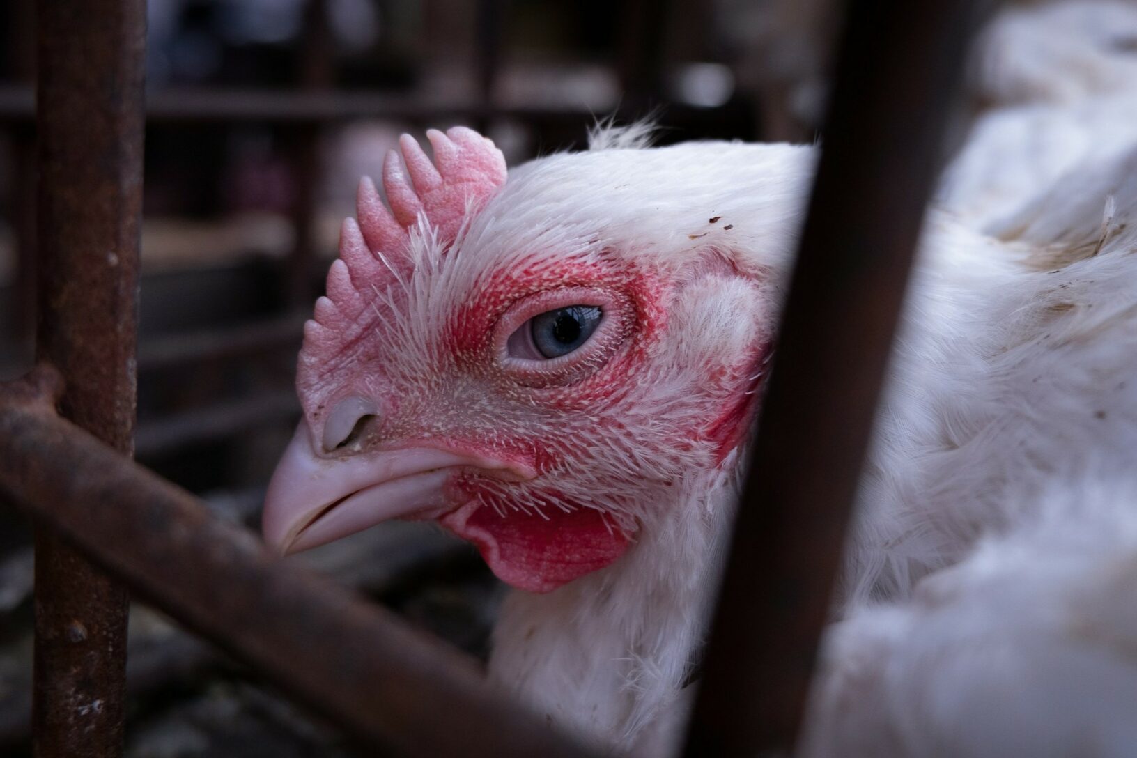 Grippe aviaire : un premier cas humain détecté en Europe, faut-il ...