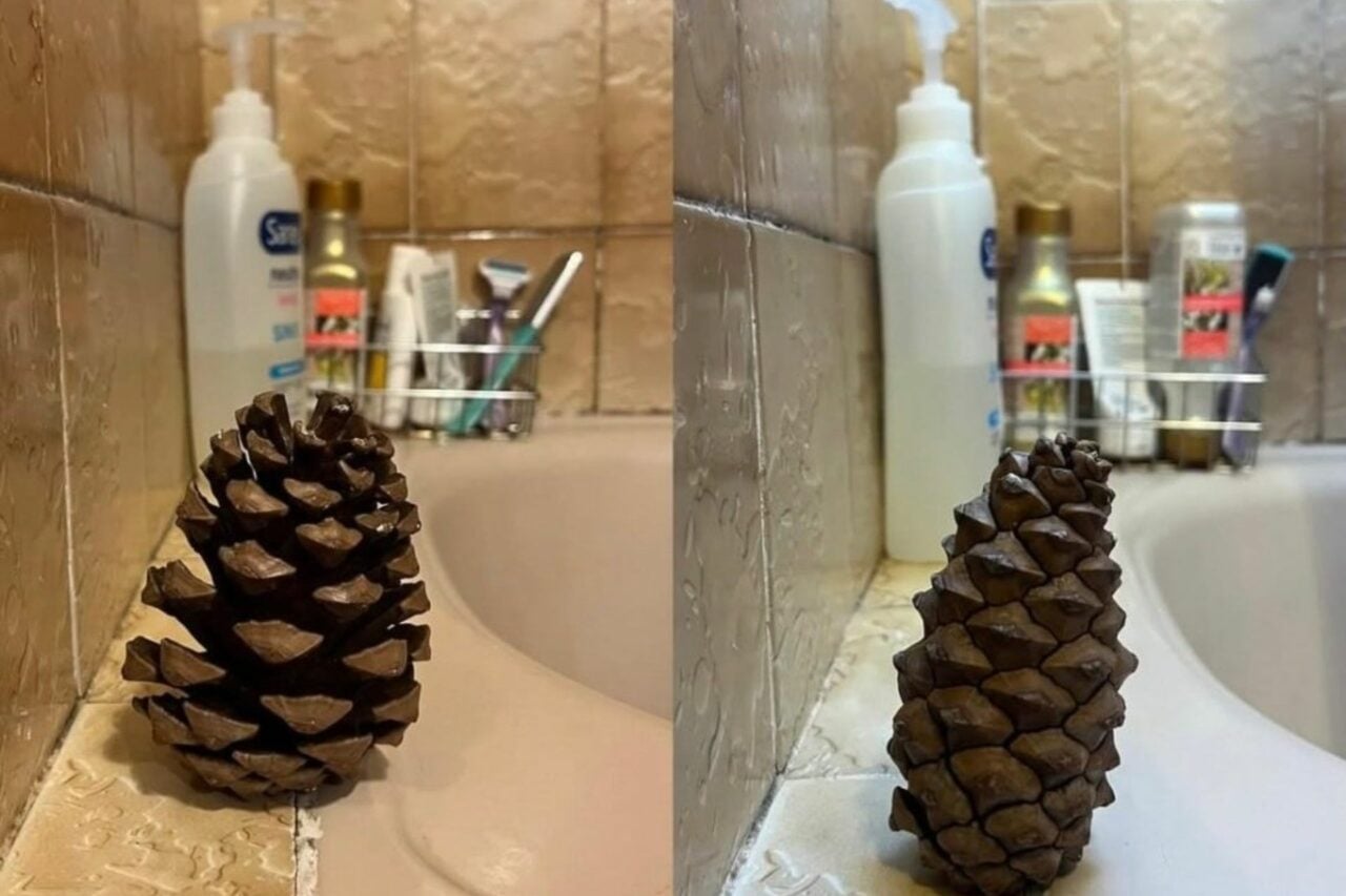 Si vous mettez une pomme de pin dans votre salle de bain, elle ...